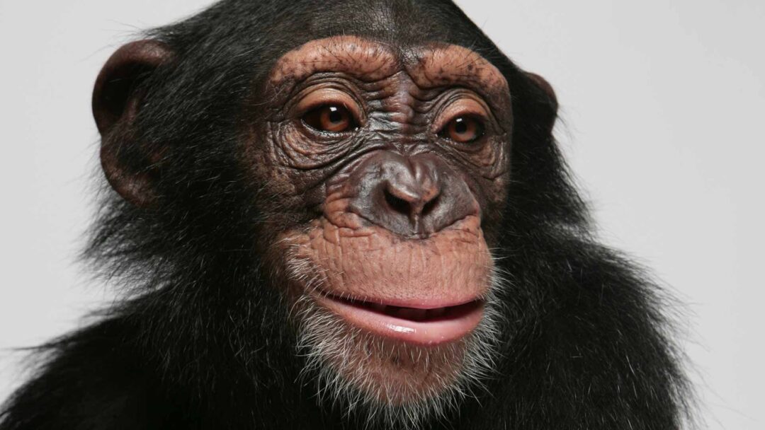 Allt fler ställer krav på svenska - Språktidningen