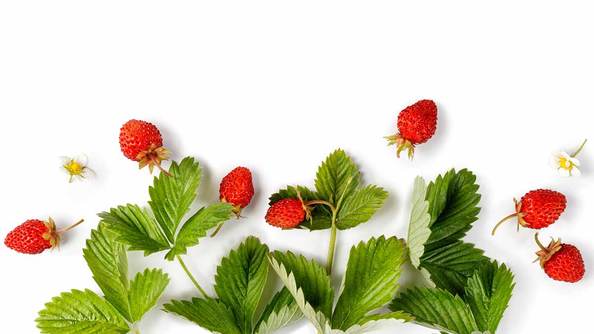 Smultron på strån blev engelskt stråbär - Språktidningen